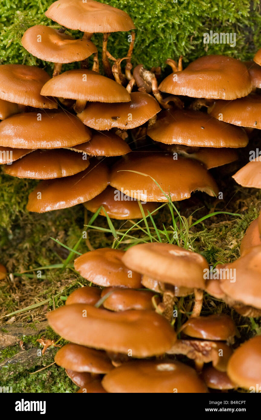 Wild Brown Stew Fungus Mushrooms clustered at the bottom of a tree ...