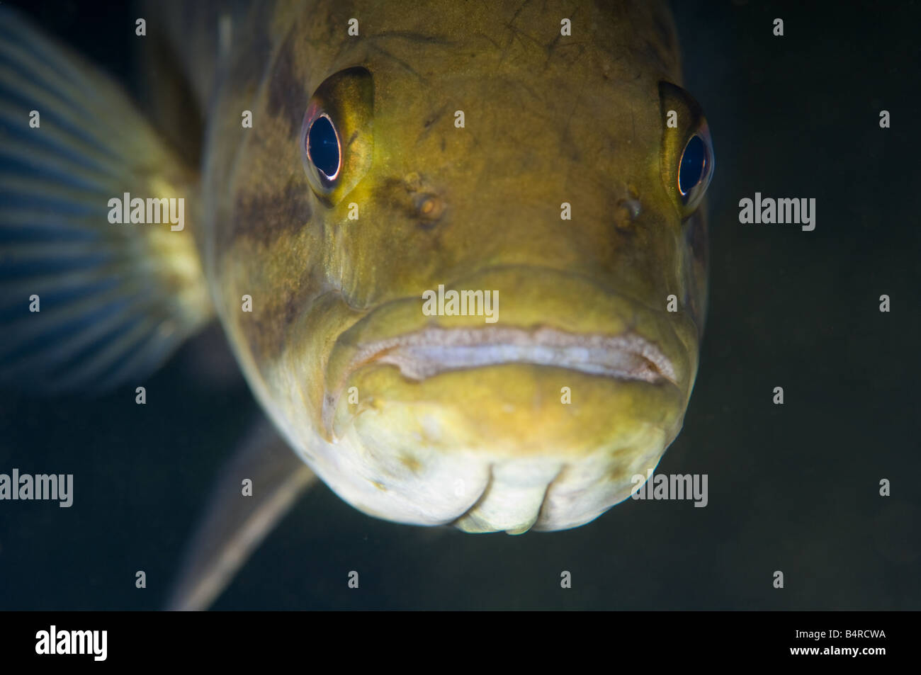 Largemouth close up hi-res stock photography and images - Alamy