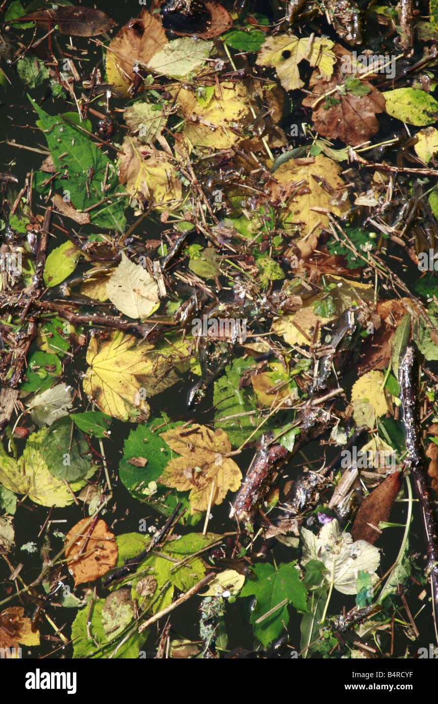many fallen leaves on empty wet country road Stock Photo - Alamy