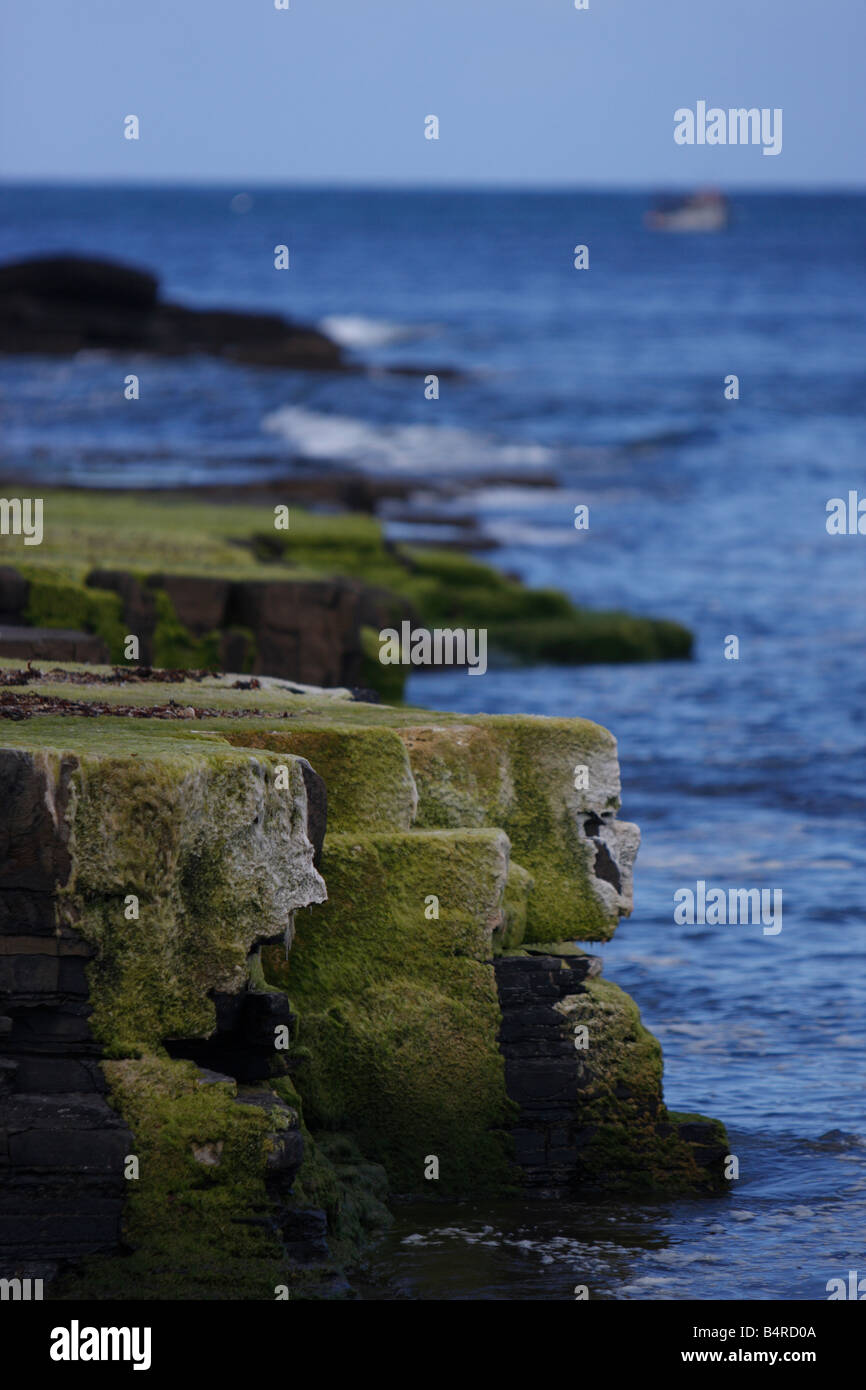 Algae covered rocks hi-res stock photography and images - Alamy