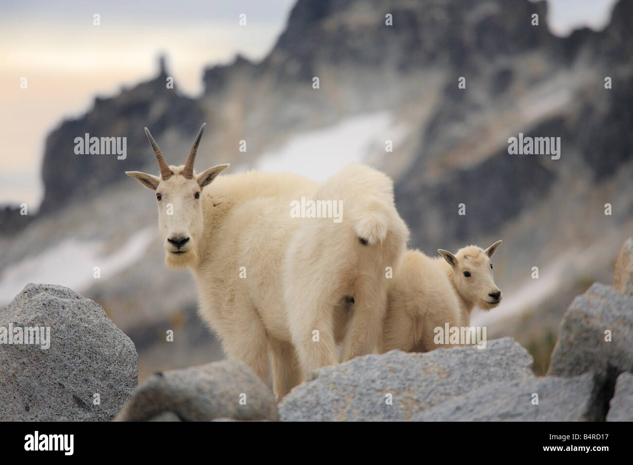 Alpine Goat Doe