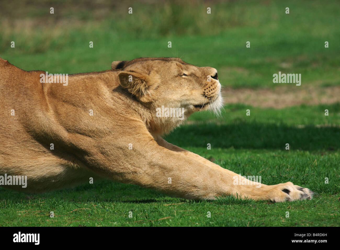 Lion Legs High Resolution Stock Photography and Images - Alamy