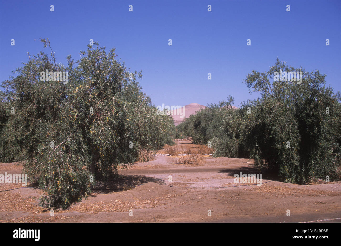 Olive trees (Olea europaea) in plantation in Azapa Valley, near Arica ...