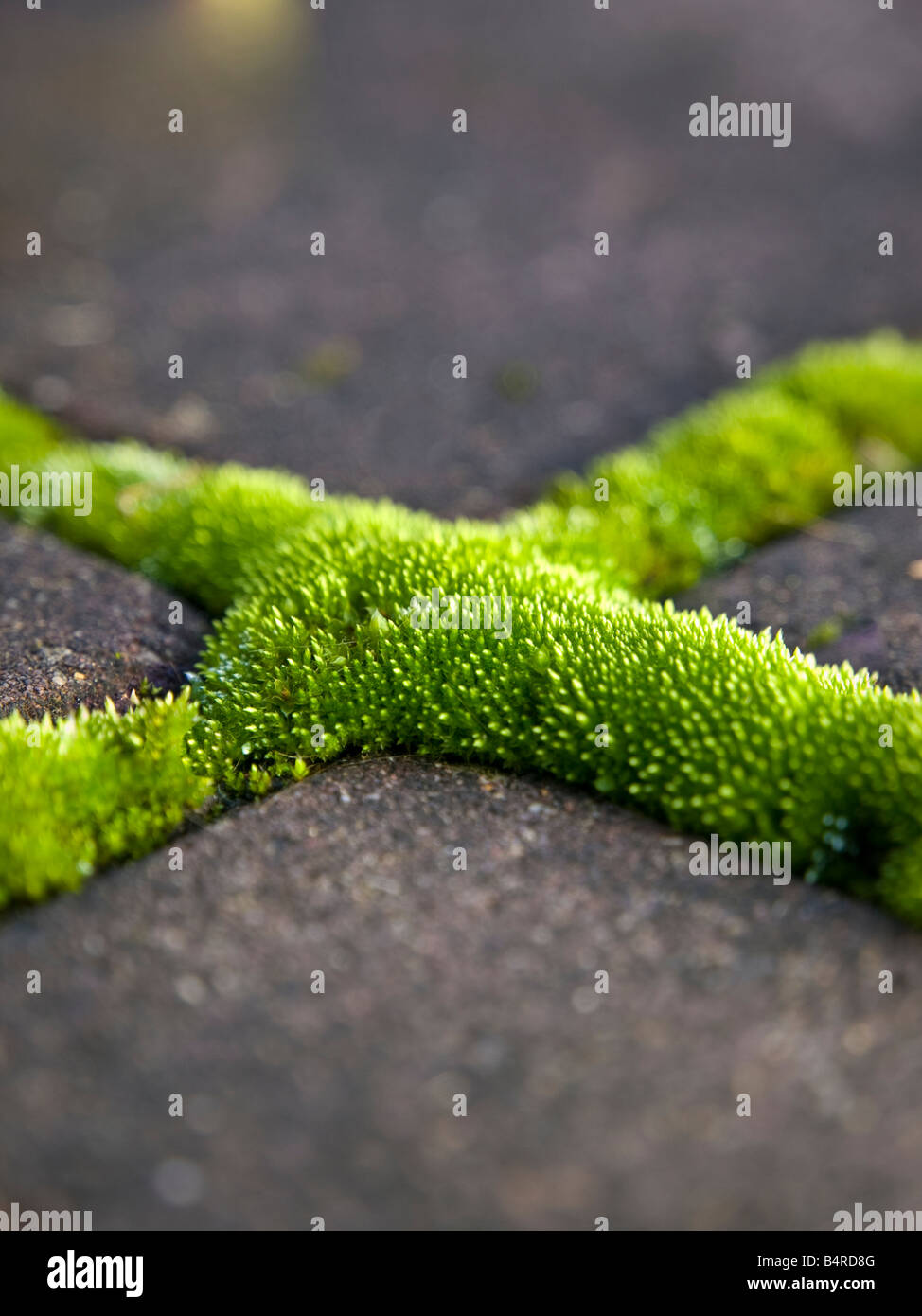 Moss growing between paving stone Stock Photo - Alamy