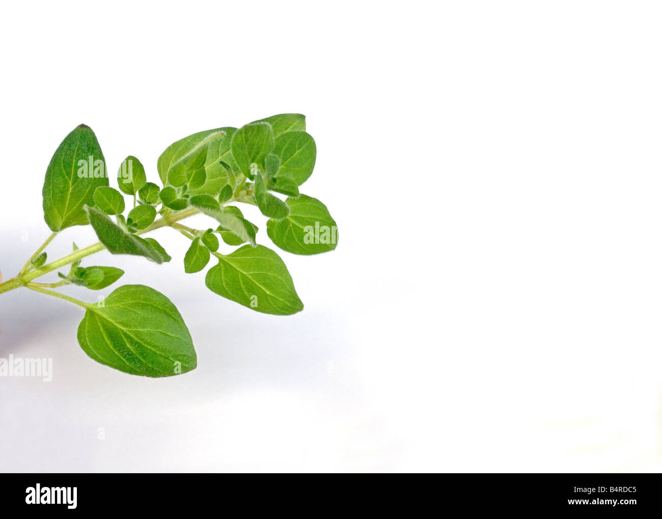 Oregano colour hi-res stock photography and images - Alamy