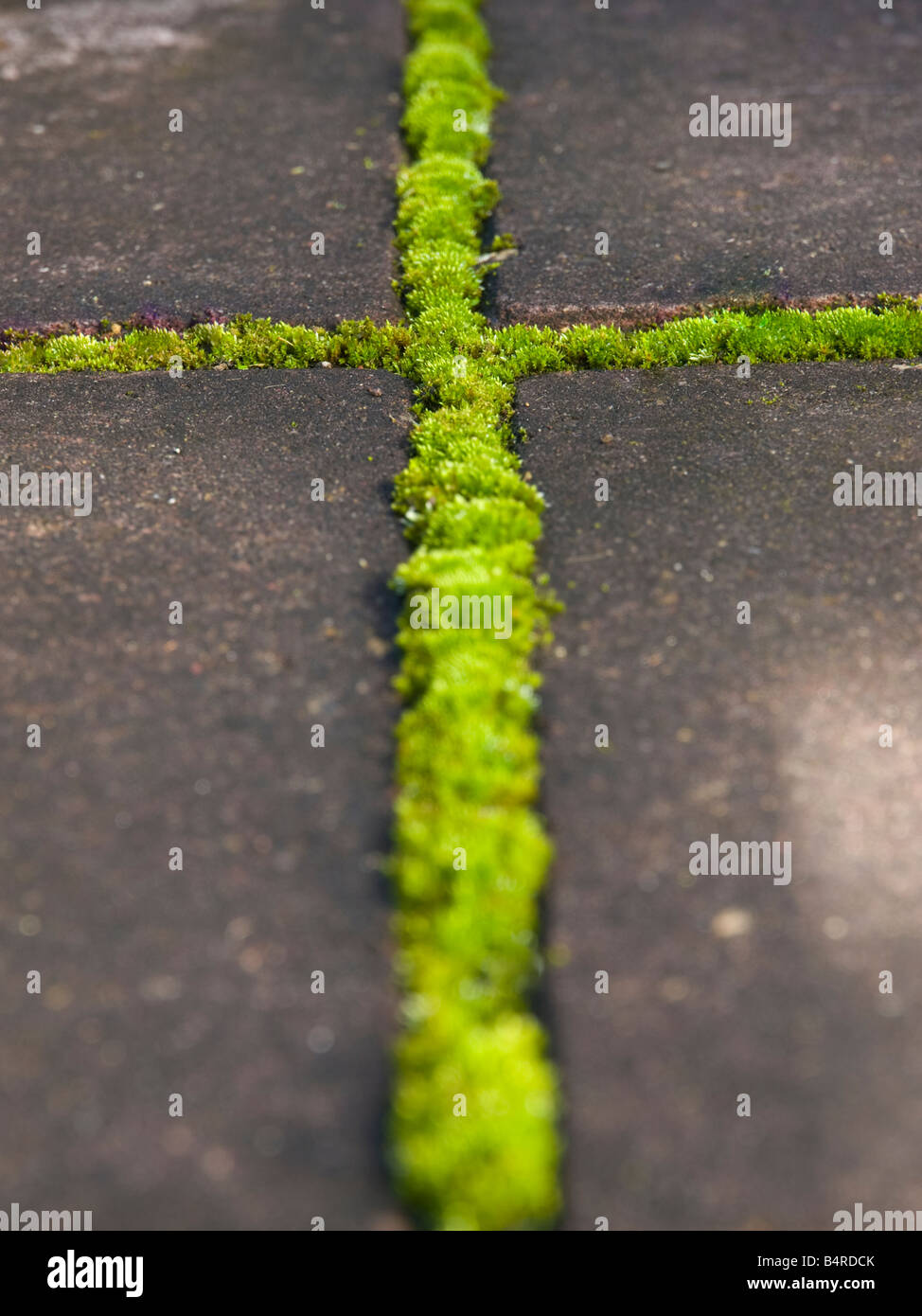 Moss growing between paving stone Stock Photo - Alamy