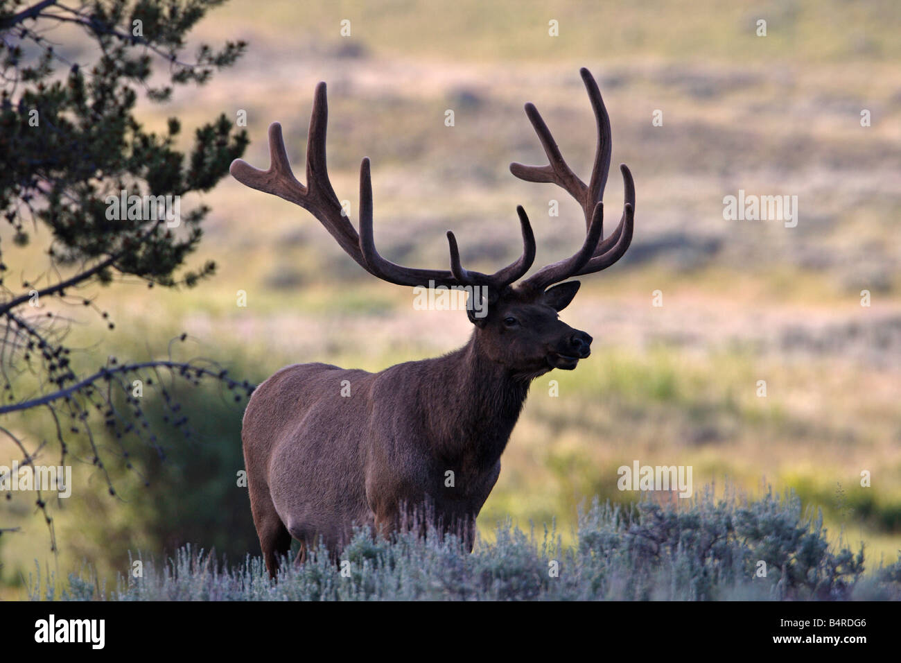 Bull elk in the early morning hi-res stock photography and images - Alamy