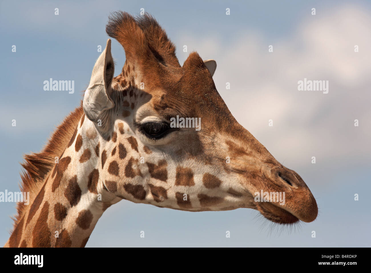 Giraffe with his head high in a blue sky Stock Photo - Alamy