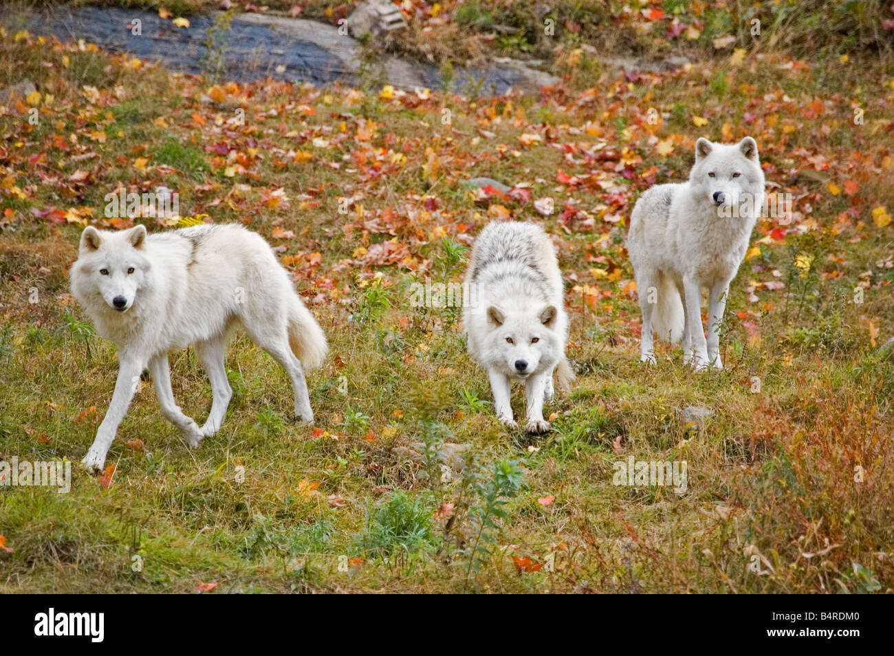 A trio of Arctic Wolves in Autumn Stock Photo - Alamy