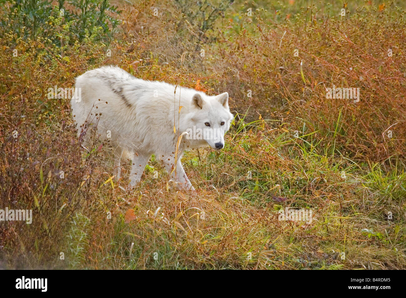 Arctic Wolf in Autumn Stock Photo - Alamy