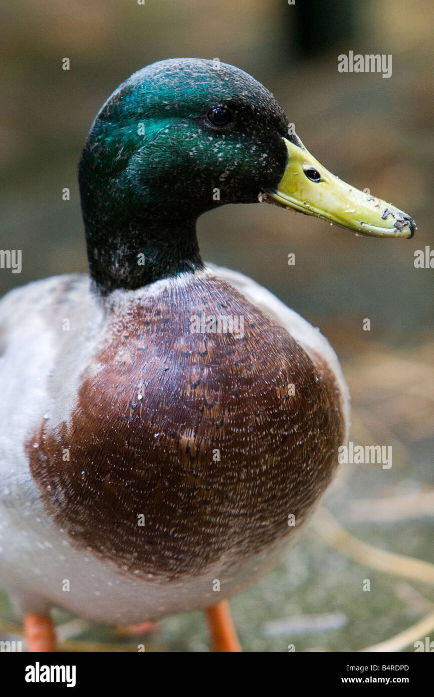 Mallard head and bill hi-res stock photography and images - Alamy