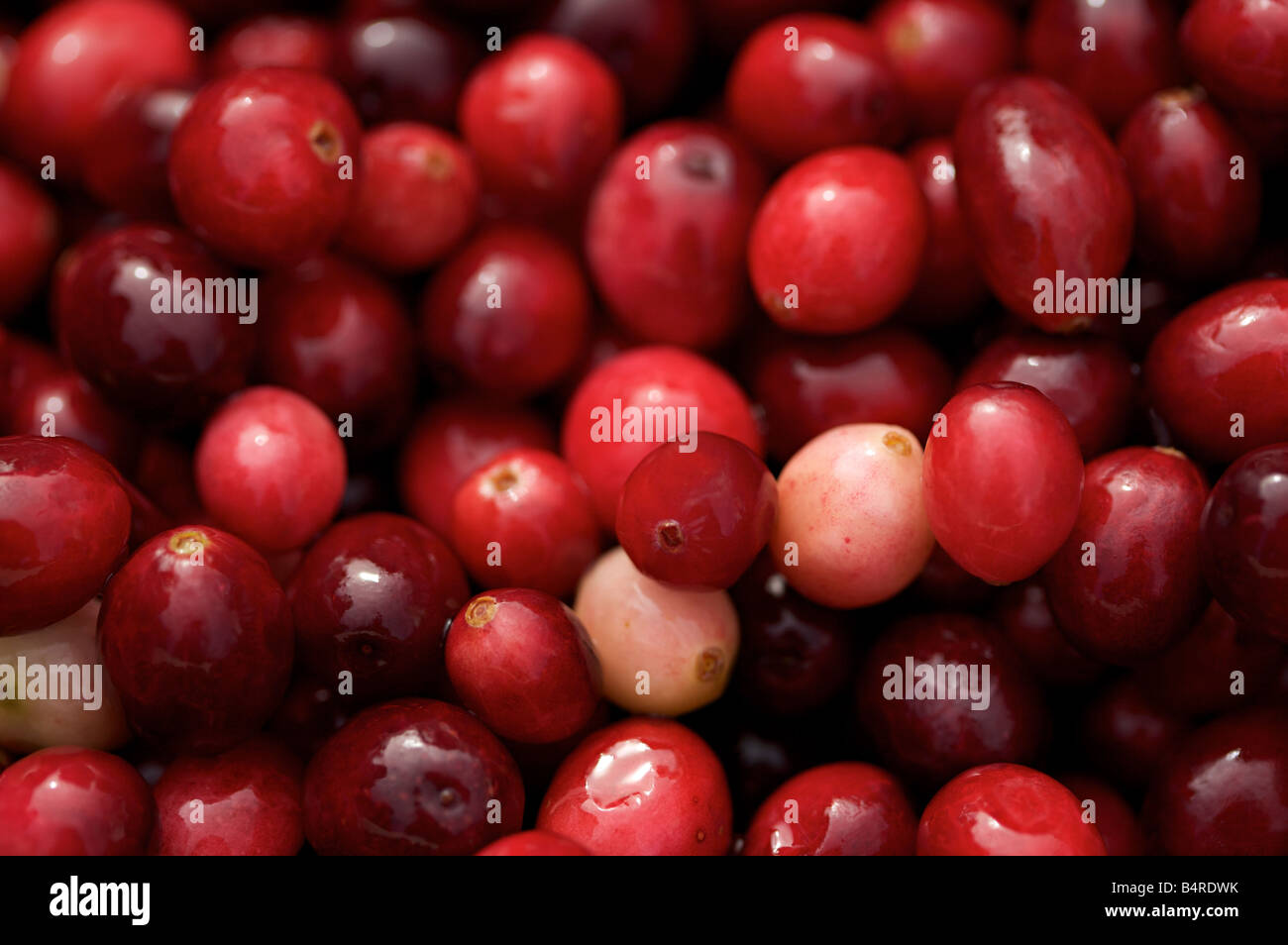 Fresh cranberries close-up Stock Photo - Alamy