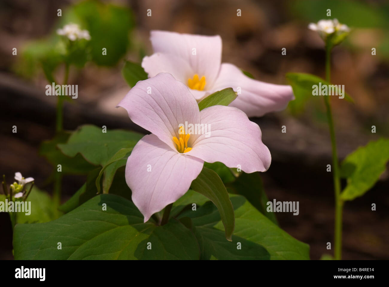 Trillium grandiflorum forma roseum (pink large-flowered trillium Stock ...