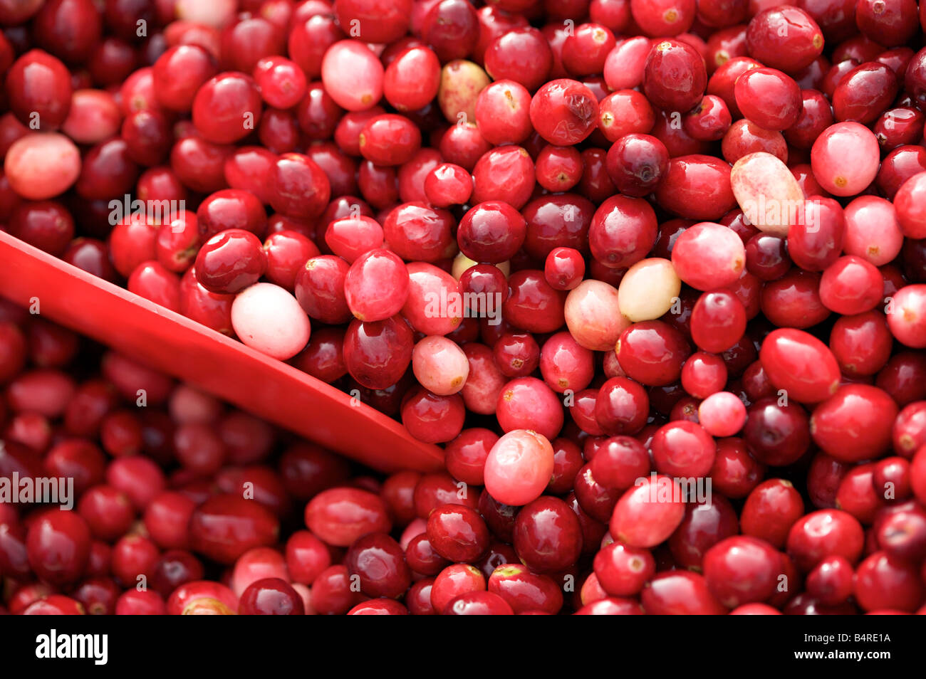 Cranberries cranberry harvest british columbia hi-res stock photography ...