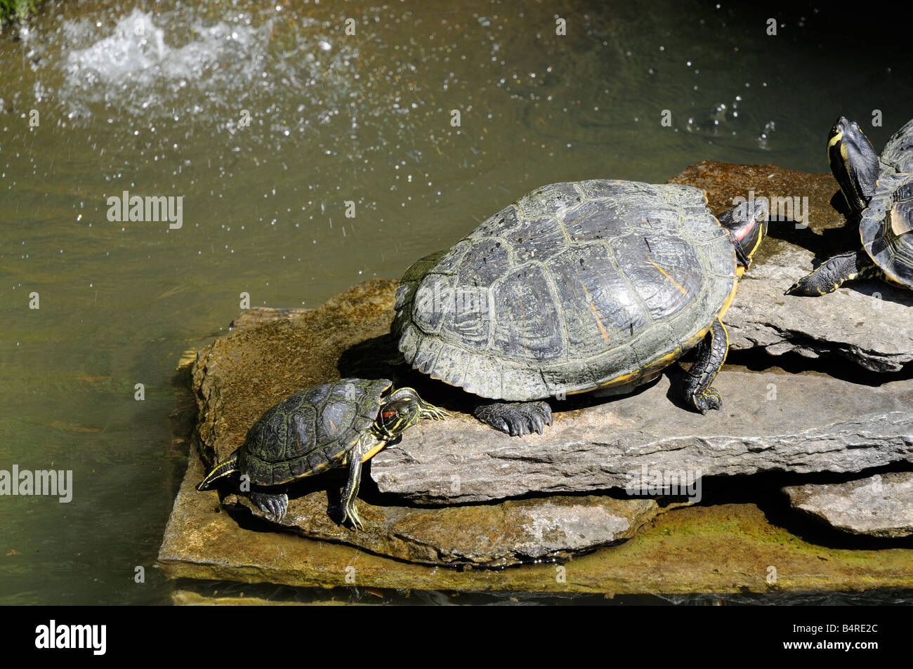 Turtles in pool at Villa Carlotta on Lake Como in Northern Italy Stock ...