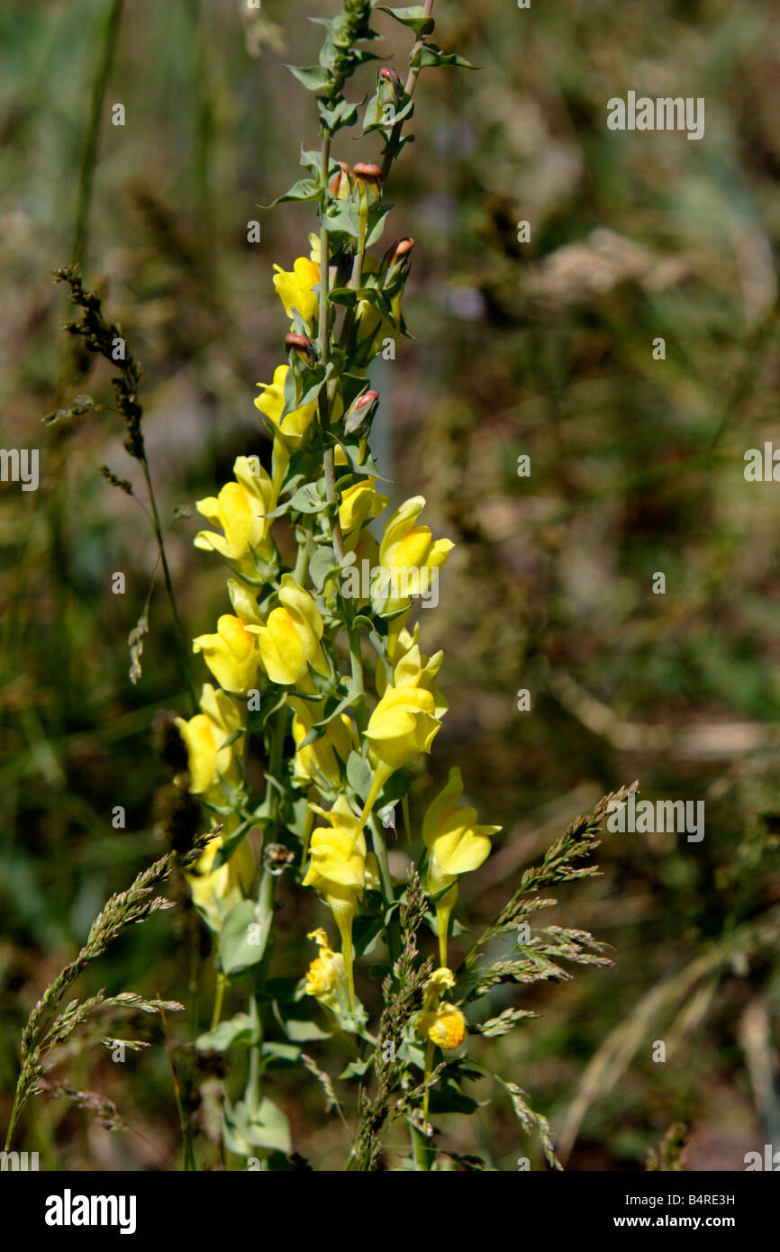 Dalmatian Toadflax Linaria dalmatica close up of plant in Yellowstone ...