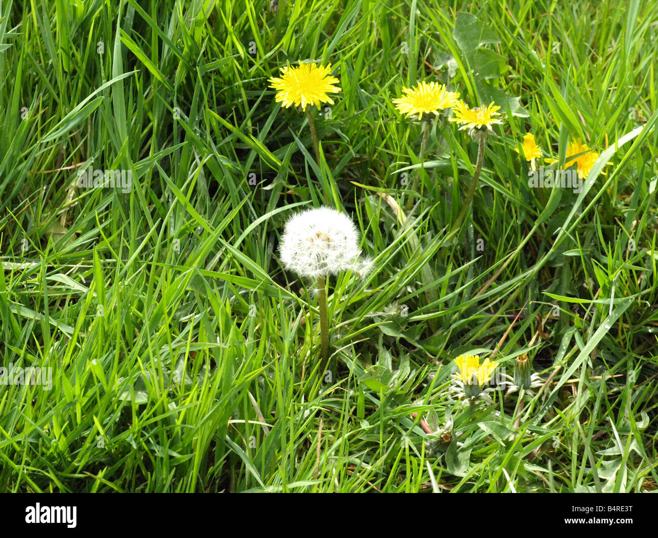 Dandelions, Clock, Flower and Green Grass OLYMPUS DIGITAL CAMERA Stock ...