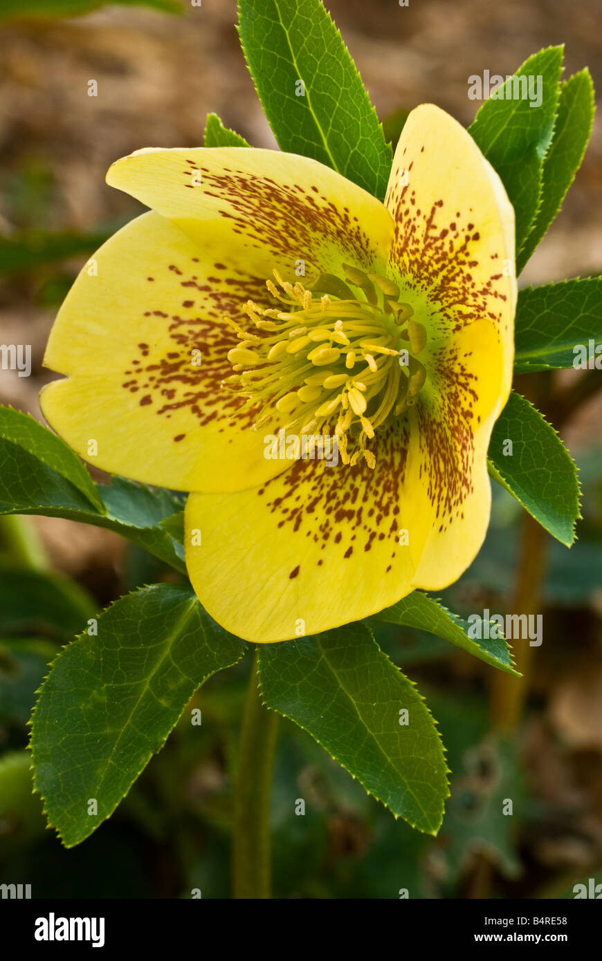 Yellow hellebore flowers hi-res stock photography and images - Alamy