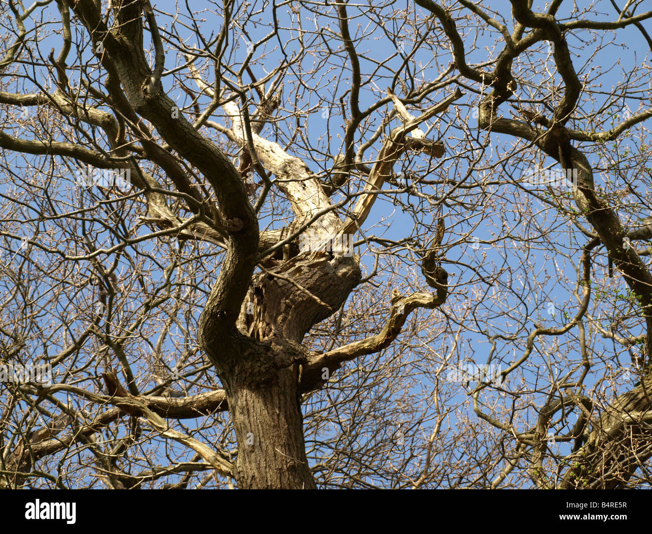 Tangled Tree, bare before spring OLYMPUS DIGITAL CAMERA Stock Photo - Alamy