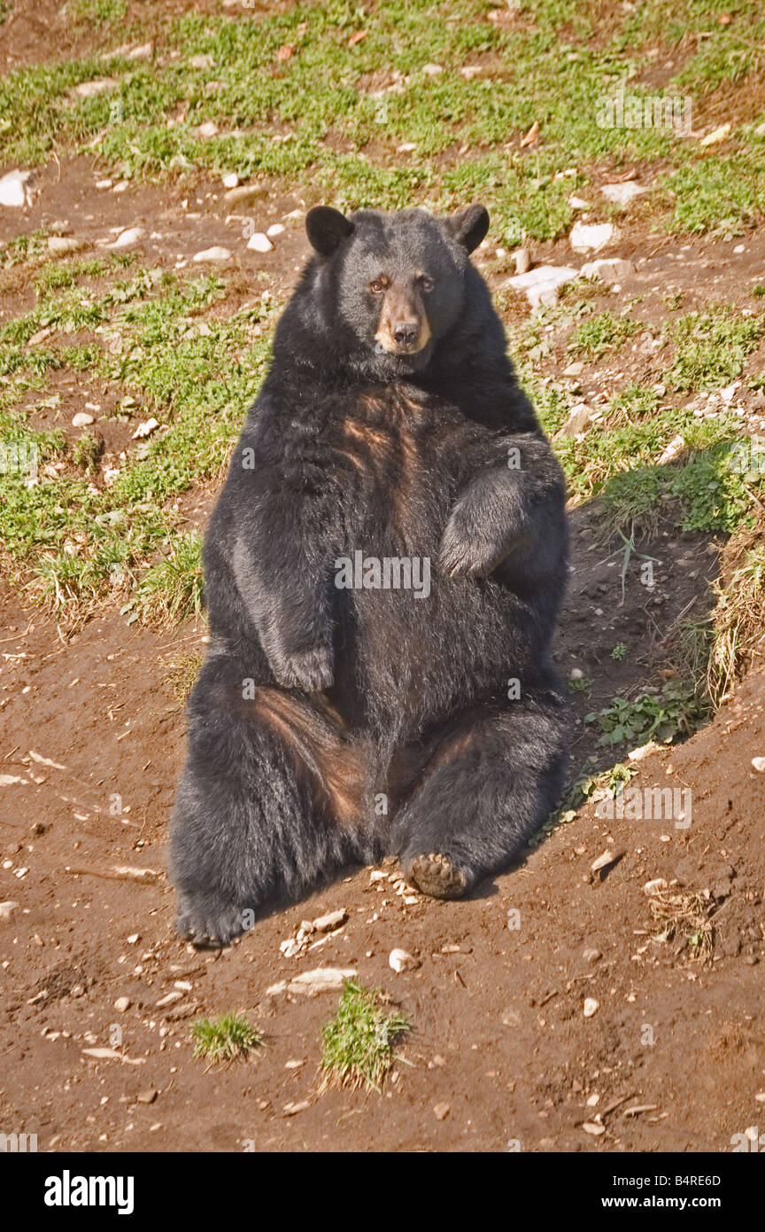 A Black Bear sitting Stock Photo - Alamy
