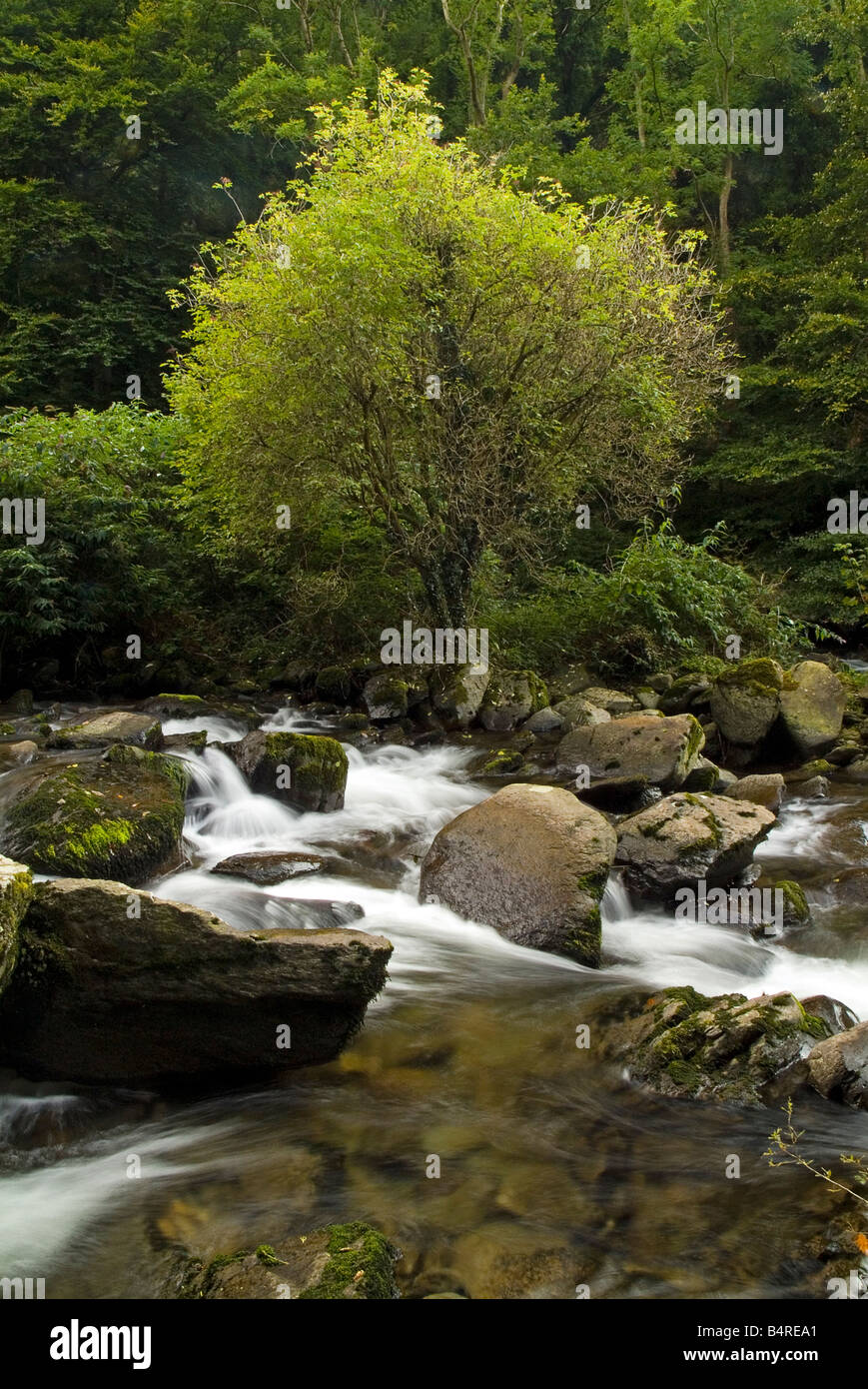 trees overhanging slow river with rocks Stock Photo - Alamy