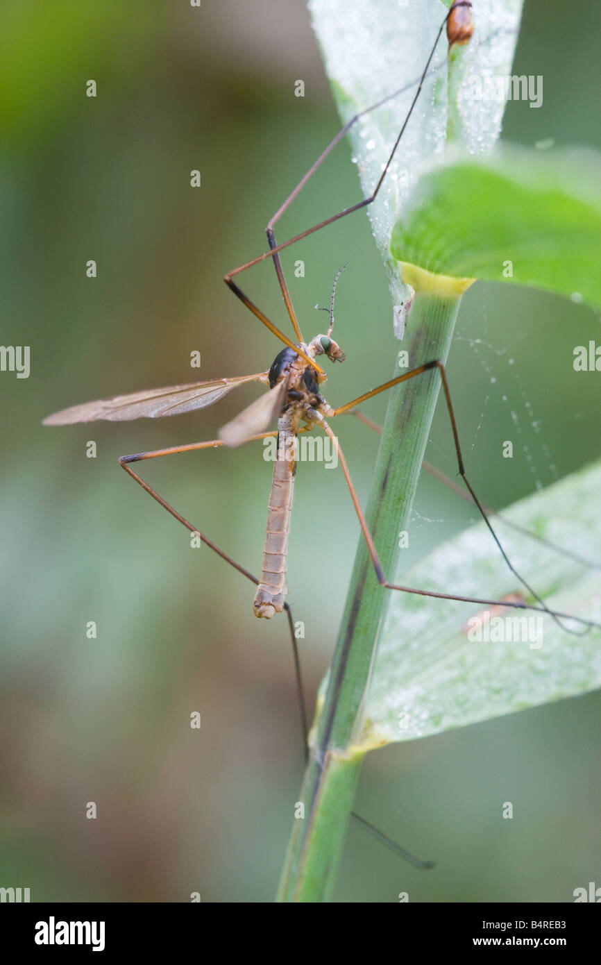 Crane fly tipula oleracea hi-res stock photography and images - Alamy