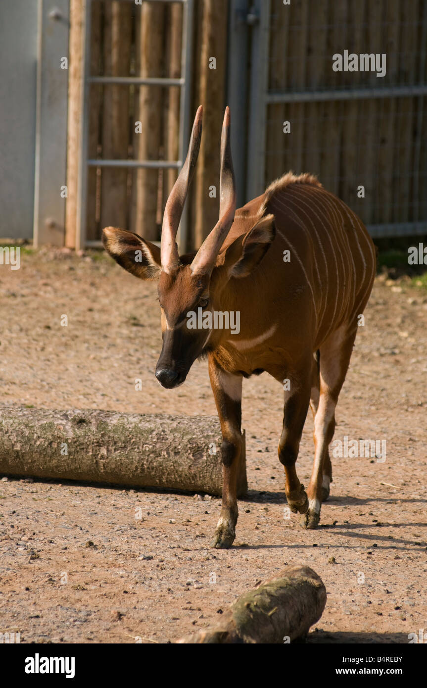 Bongo antelope forest hi-res stock photography and images - Alamy