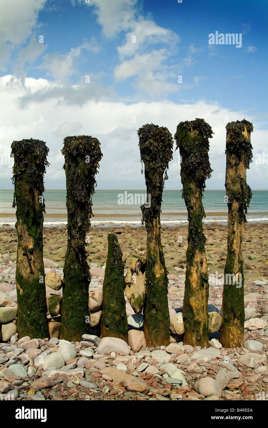 rotten wave breakers on beach Stock Photo - Alamy