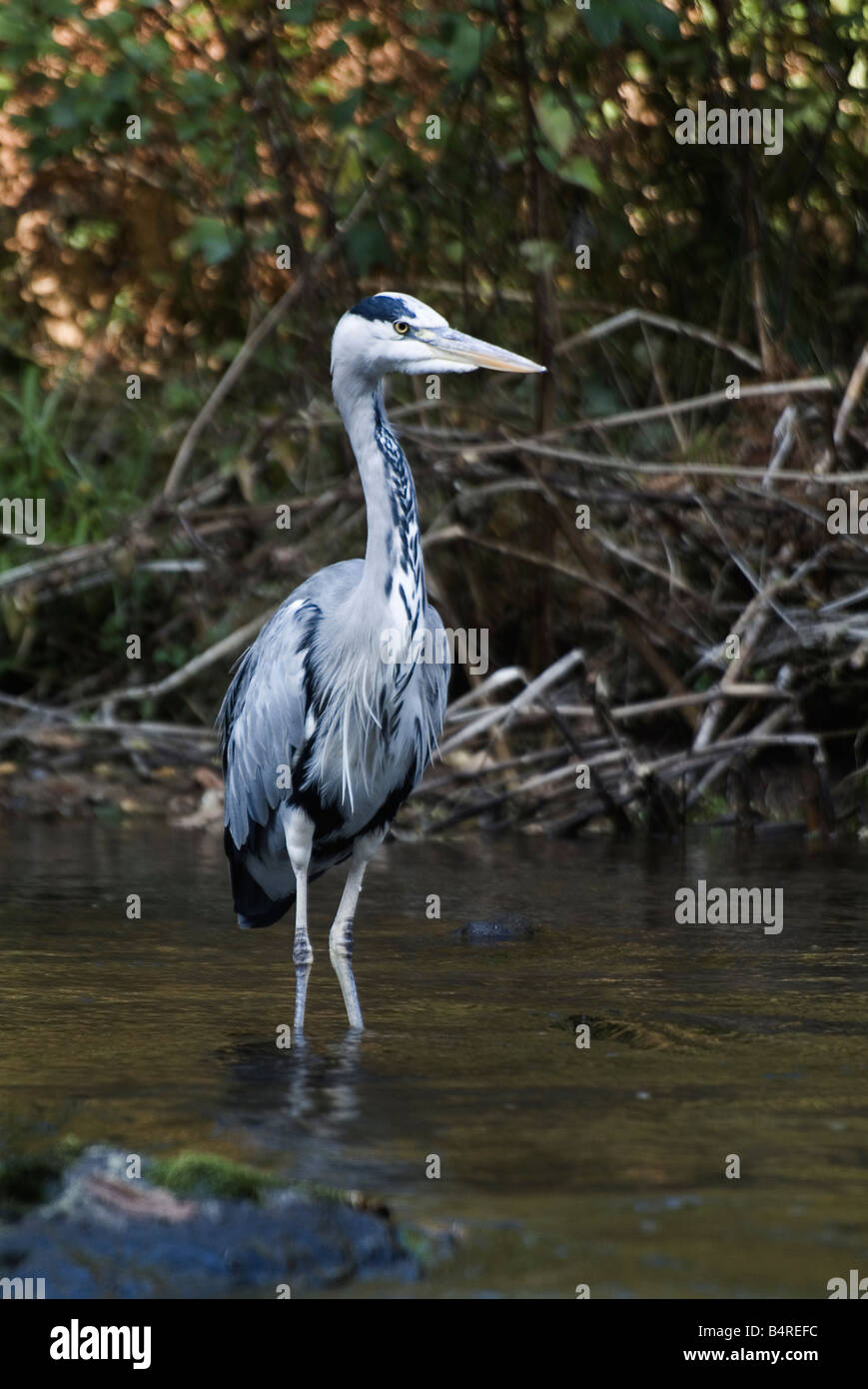 Herron bird hi-res stock photography and images - Alamy