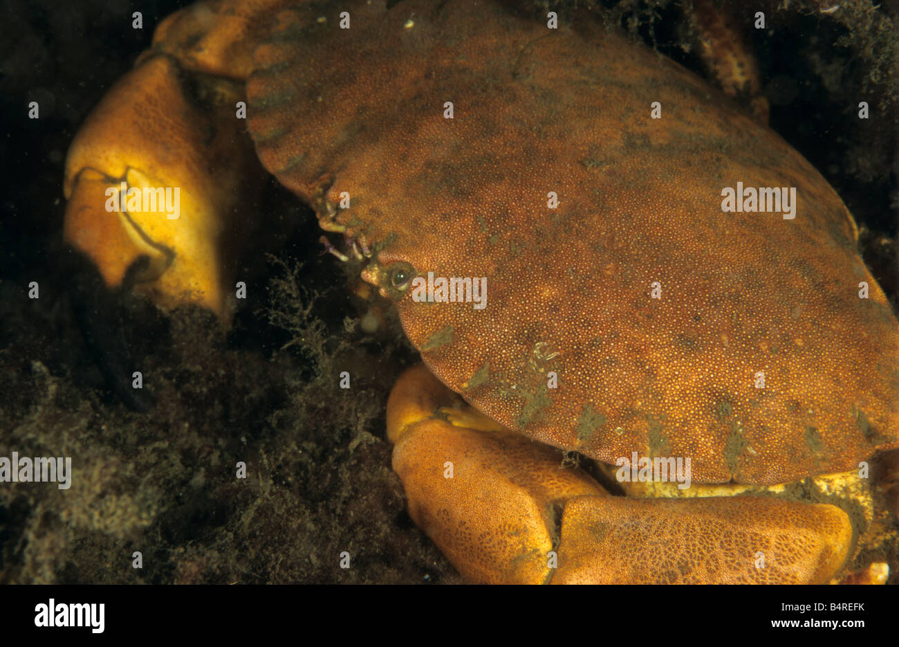 Edible crab (Cancer pagurus), Sweden Stock Photo - Alamy