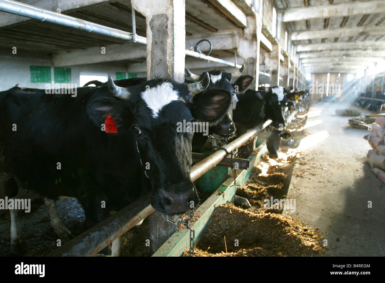 cows in cow shed Stock Photo - Alamy