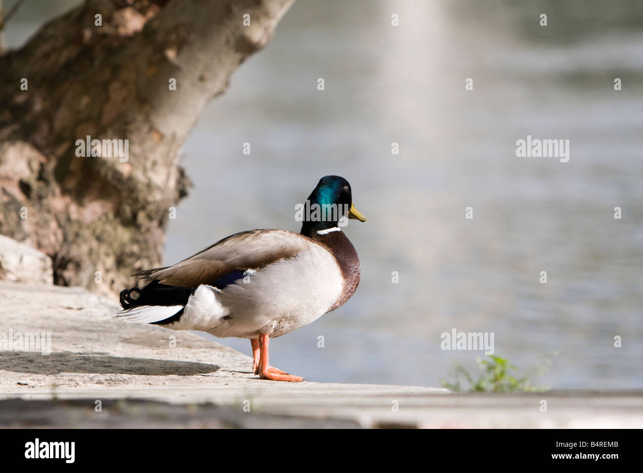 A lone mallard duck waiting by the Tiber in Rome, Italy Stock Photo - Alamy