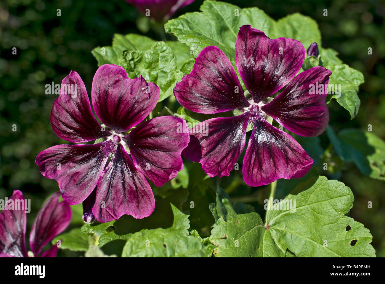 Flowers of hollyhock or alcea in September Stock Photo - Alamy