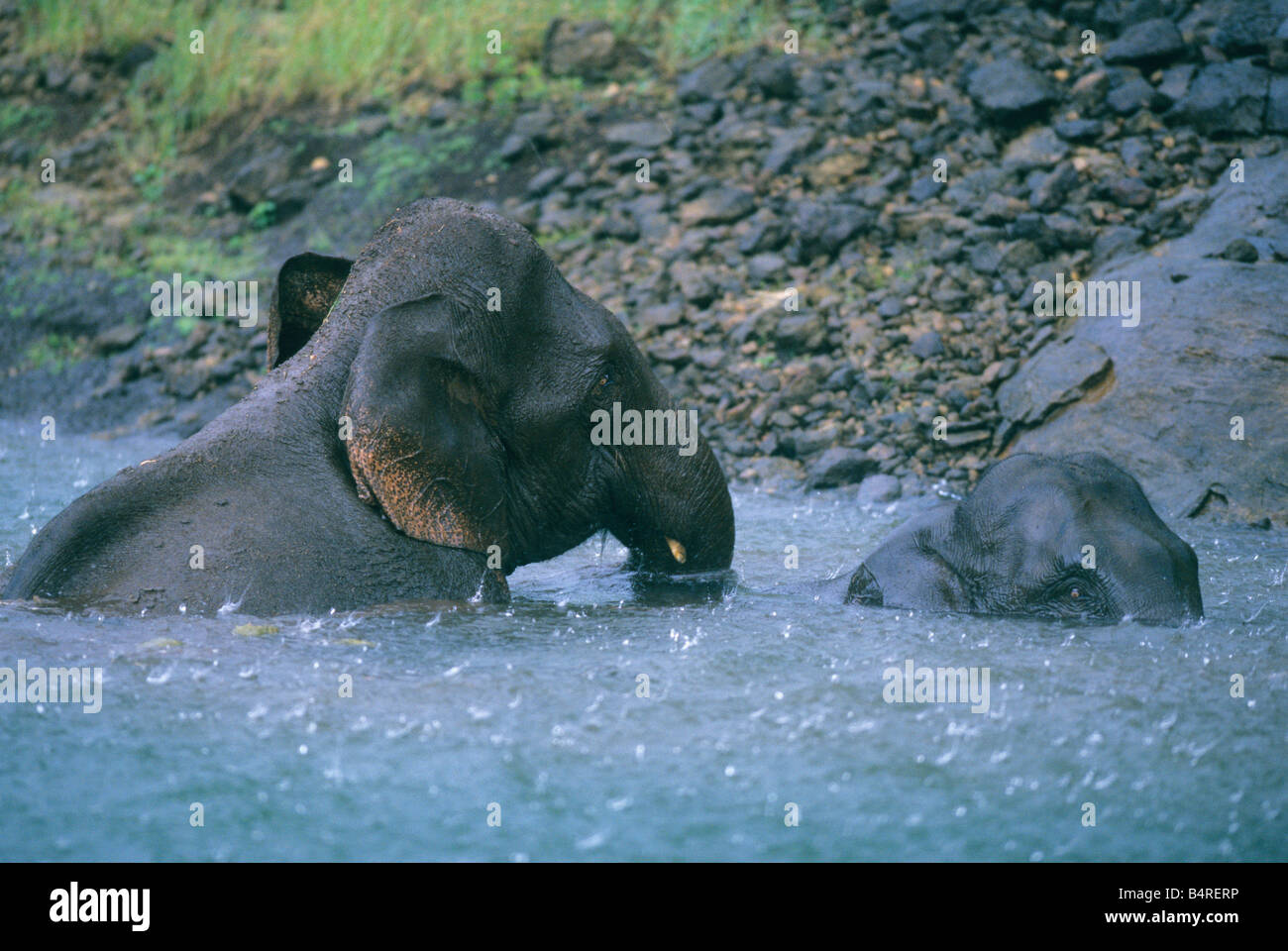 Indian or Asian Elephants (Elephas maximus) Endangered, Family Group ...
