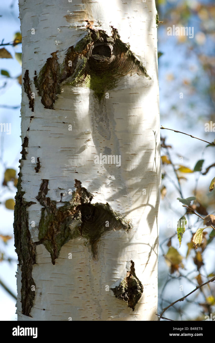 Birch tree bole hi-res stock photography and images - Alamy