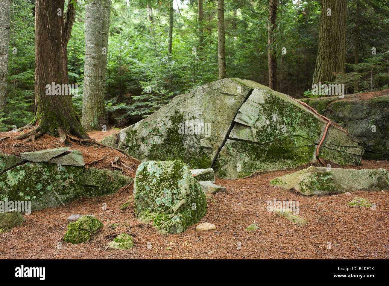 Rocks and trees in the woods Stock Photo - Alamy