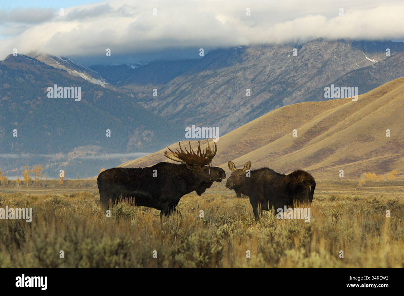 Big antlers mating behavior mate love hi-res stock photography and ...