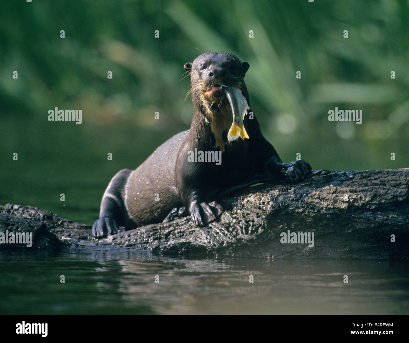 Giant Otter (Pteronura brasiliensis) with fish, Sandoval Lake, Amazonia ...