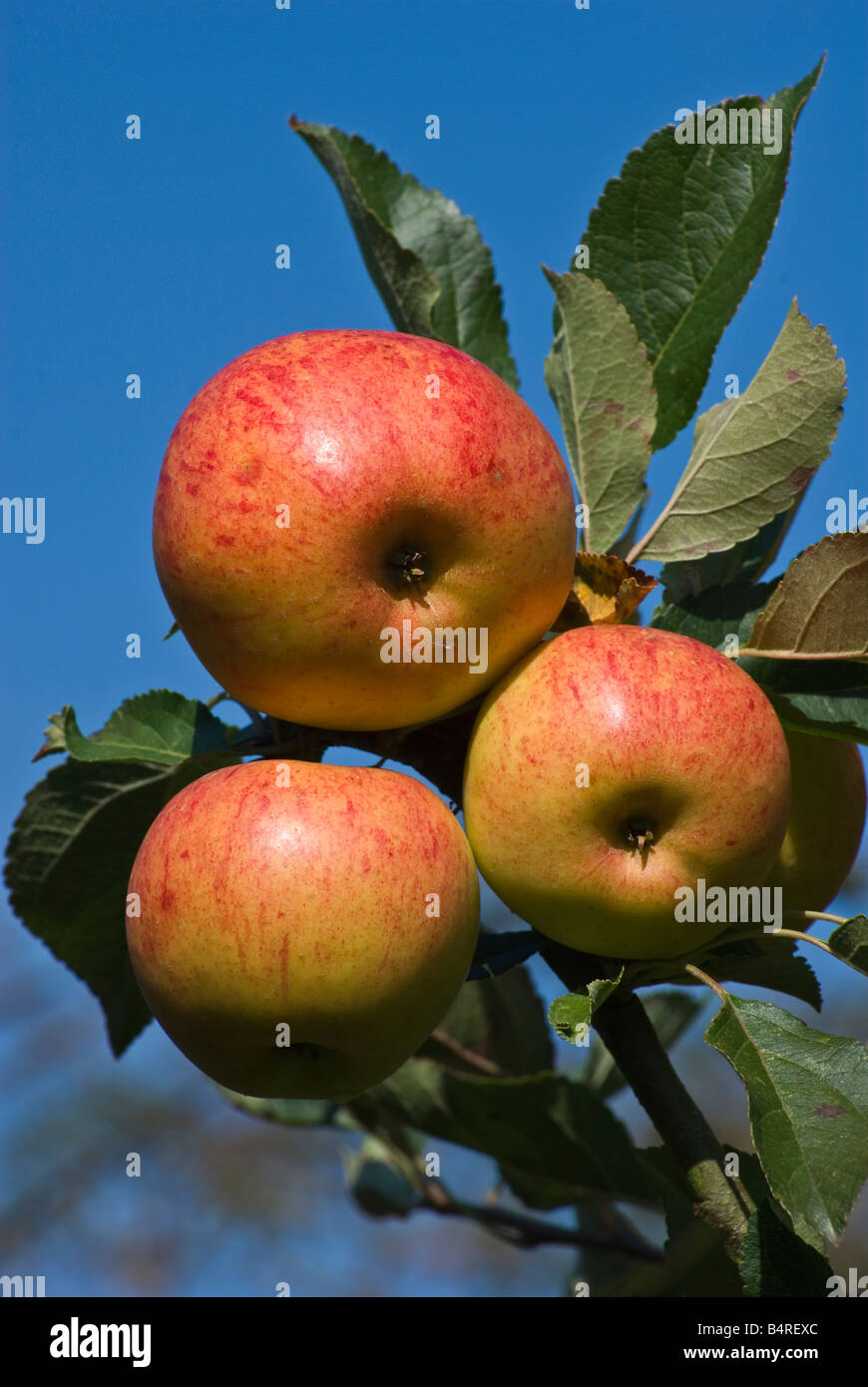 Malus domestica eating apple sunset ripe hi-res stock photography and ...
