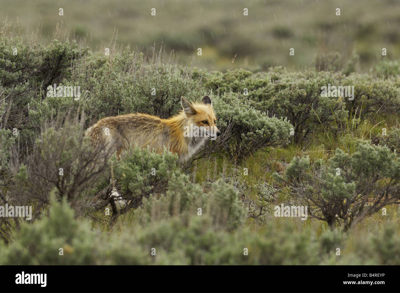 Fox in the rain hi-res stock photography and images - Alamy