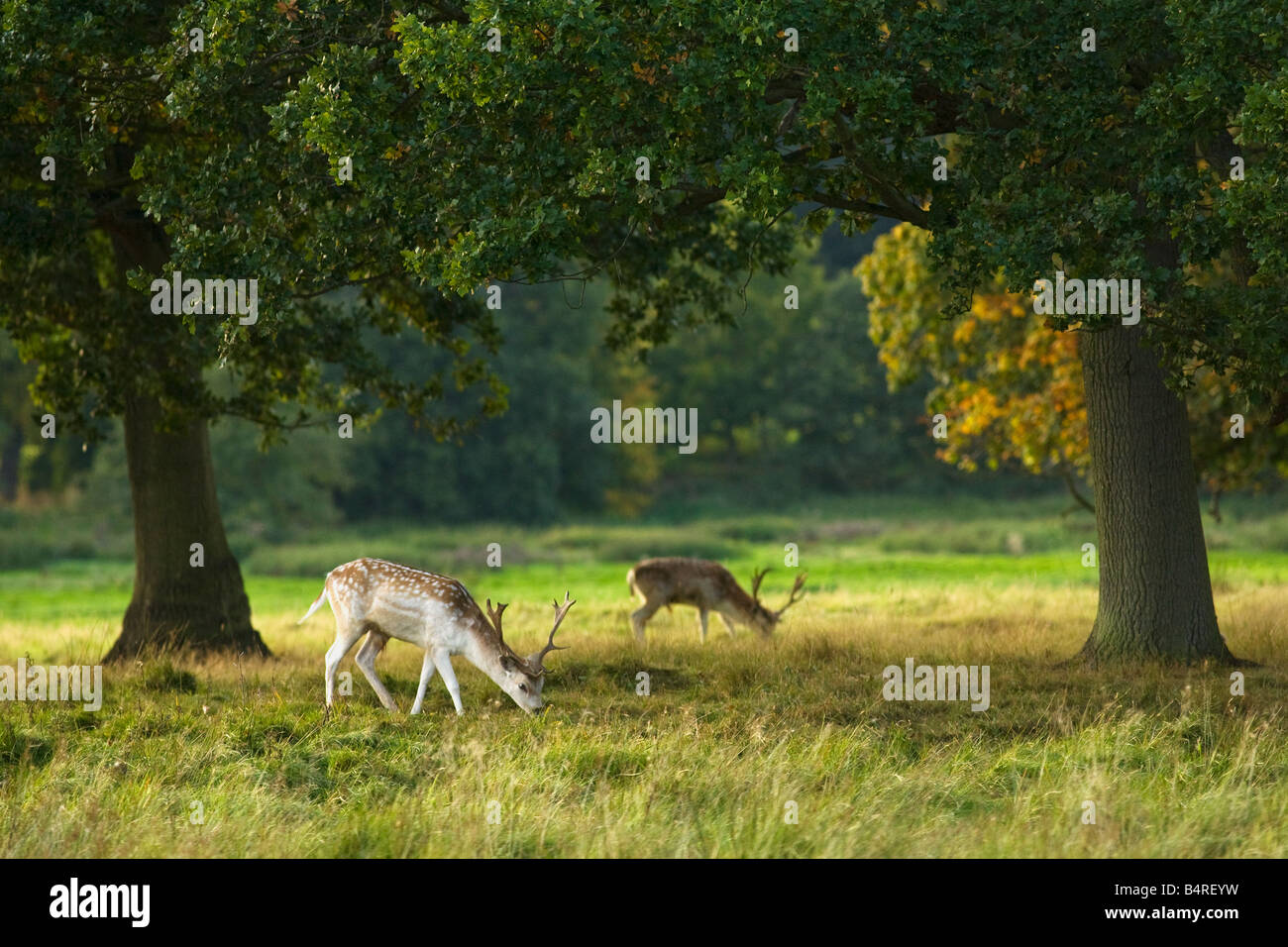 English wildlife hi-res stock photography and images - Alamy