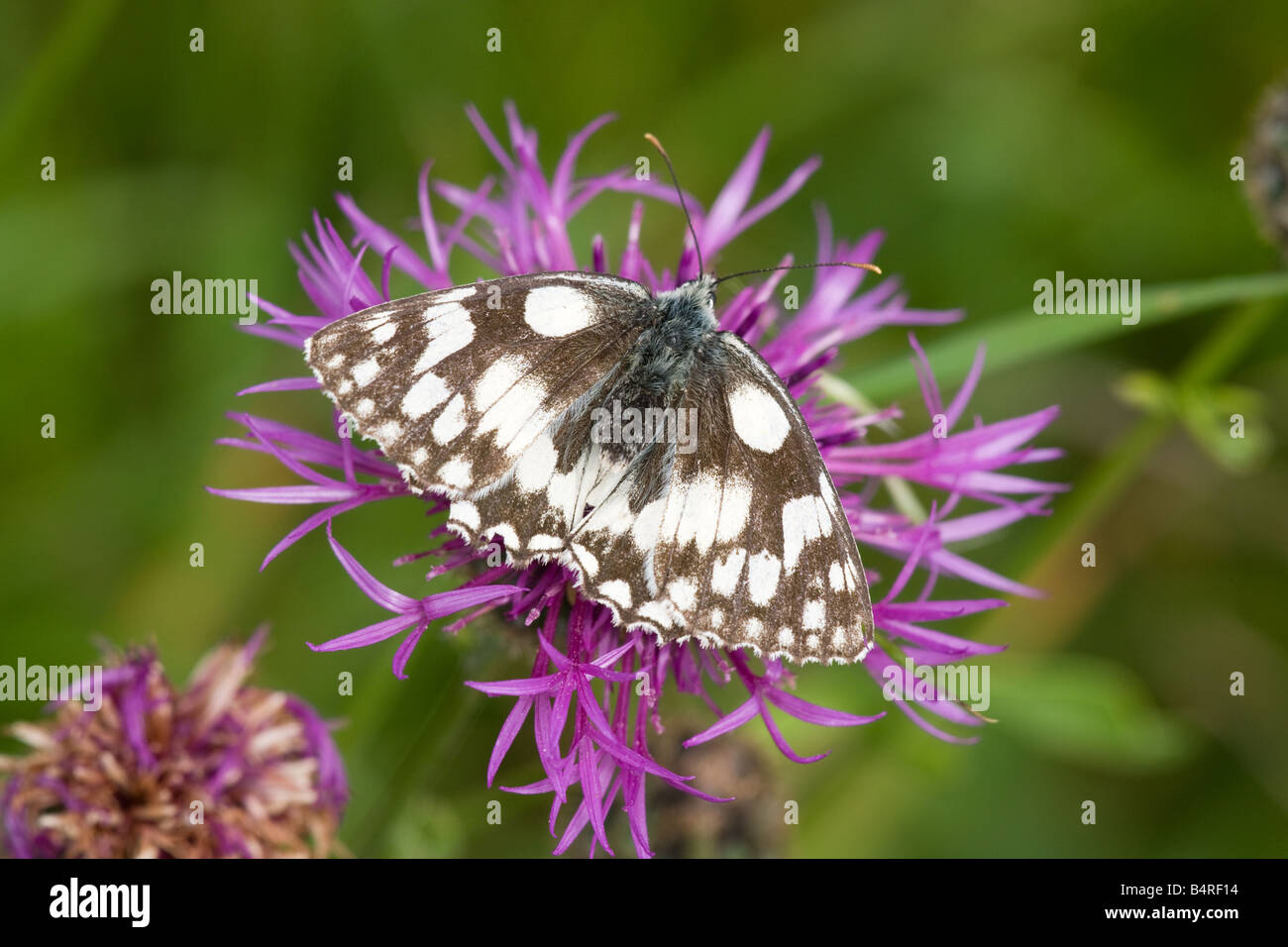 Melanargia galthea hi-res stock photography and images - Alamy
