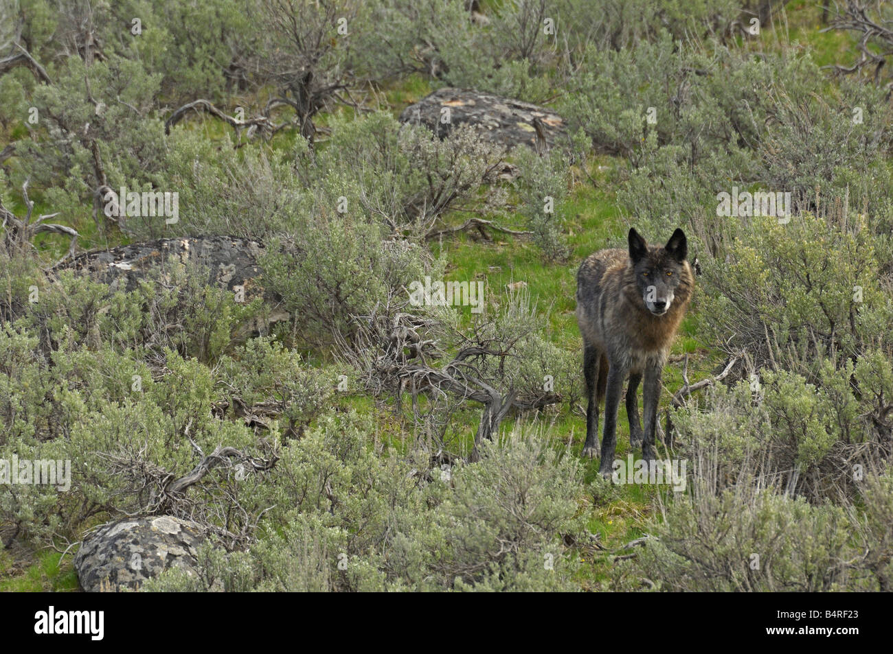 Black Wolf in the Sage Stock Photo - Alamy
