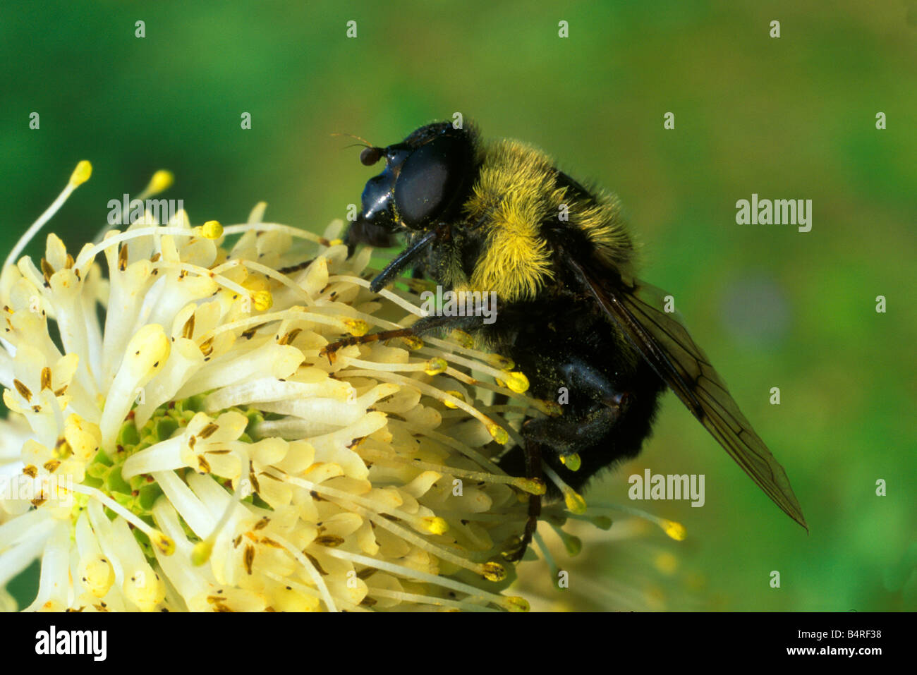 Gary meszaros hi-res stock photography and images - Alamy