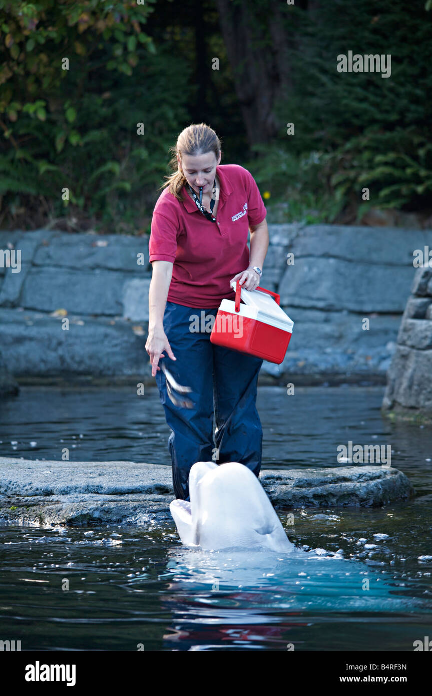 Trainer with beluga whale in "Vancouver aquarium Stock Photo - Alamy