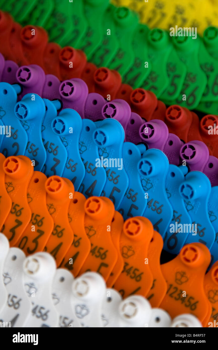 Cattle Ear Tags Stock Photo - Alamy