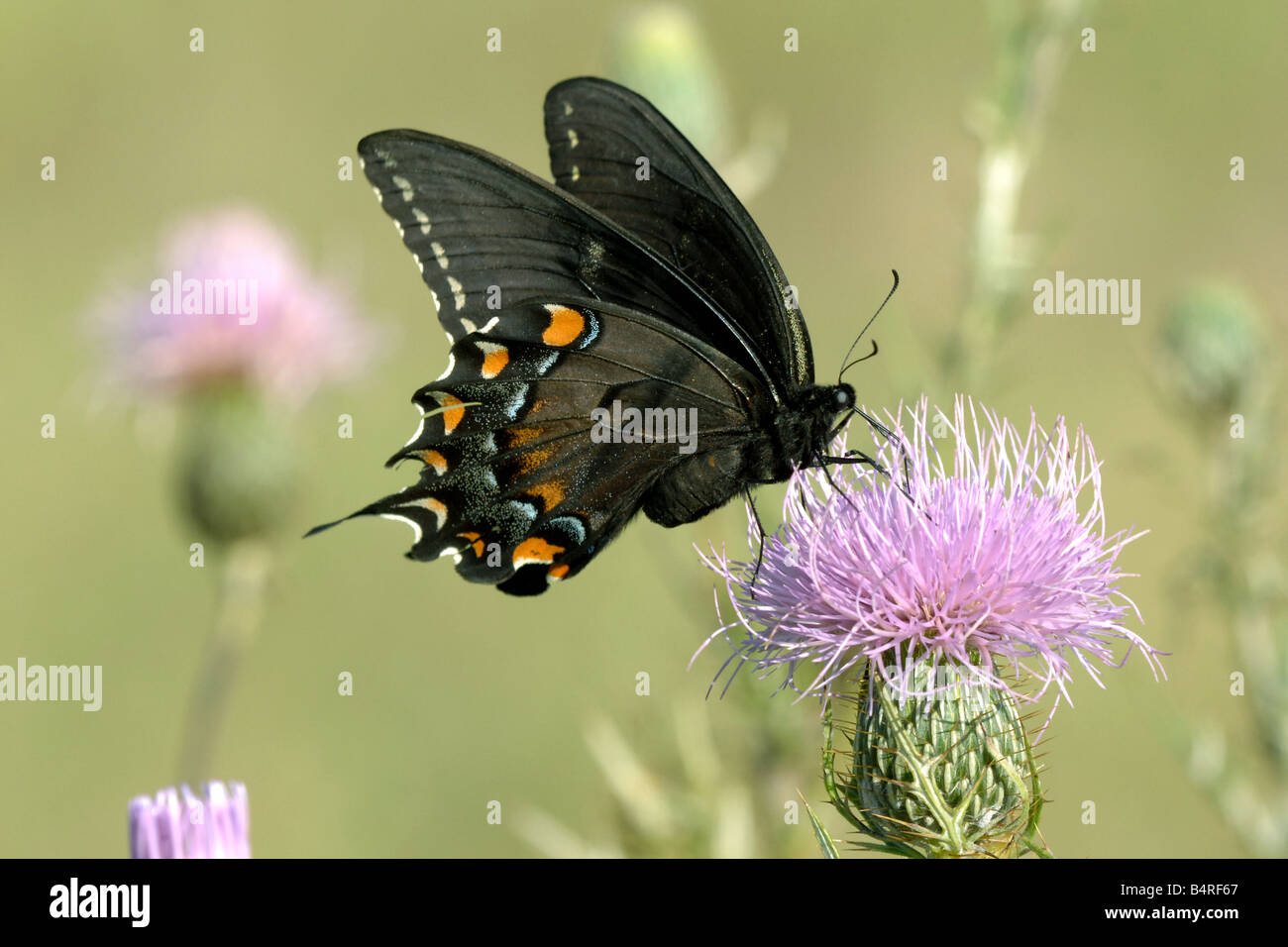 Purple spotted swallowtail hi-res stock photography and images - Alamy