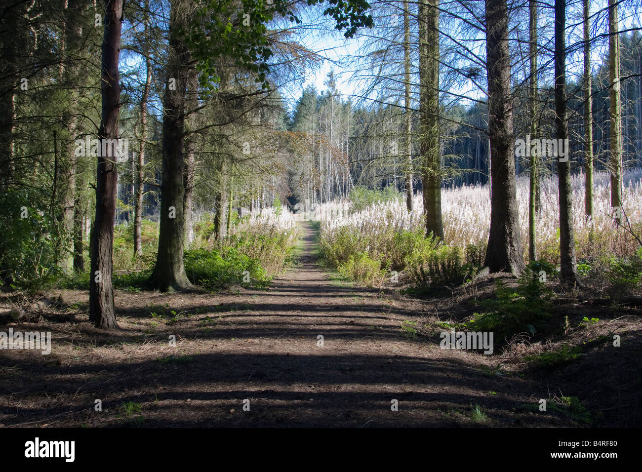 Forest path in shadow Stock Photo - Alamy