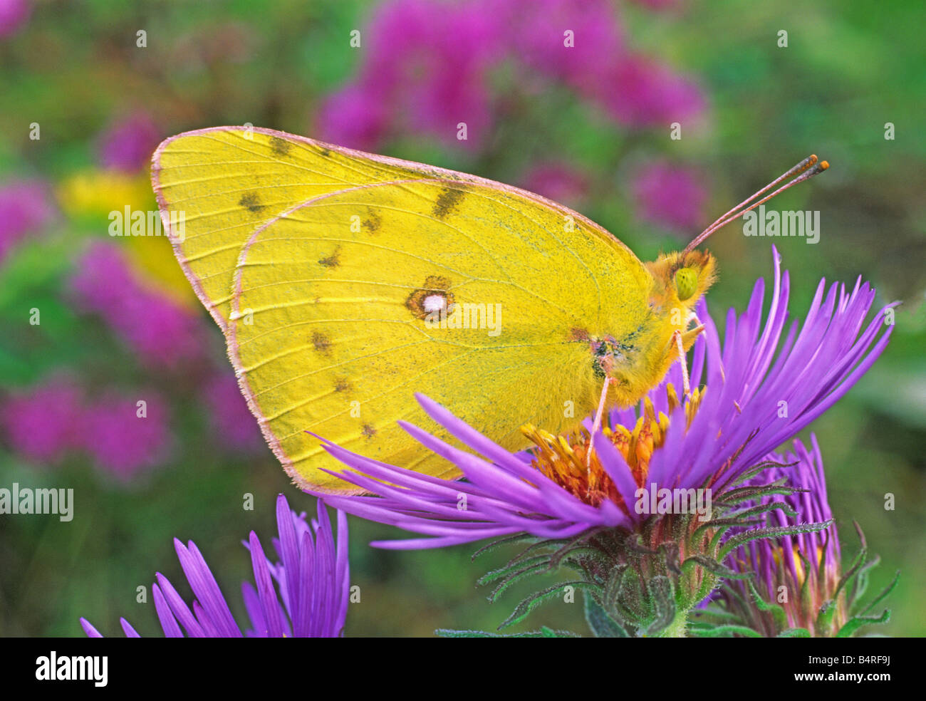 Gary meszaros hi-res stock photography and images - Alamy