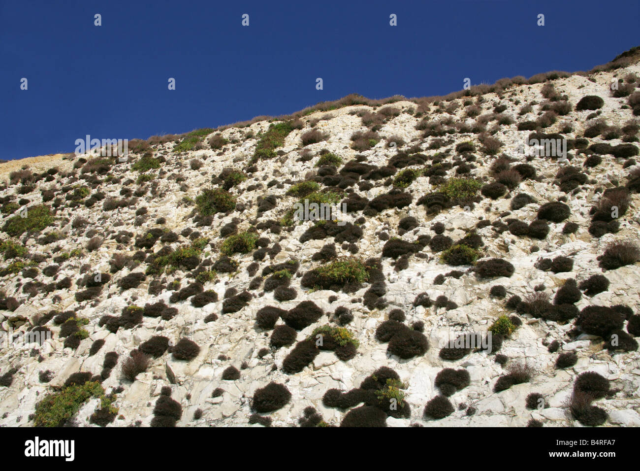 Hardy Succulent Plants Colonising the Chalk Cliffs at Peacehaven, East ...